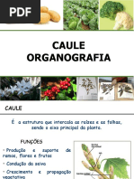 Estudos Sobre Os Tipos de Caules | PDF | Raiz | Biologia