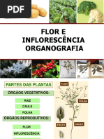 Tipos de Inflorescências Vegetais | PDF | Flores | Morfologia vegetal