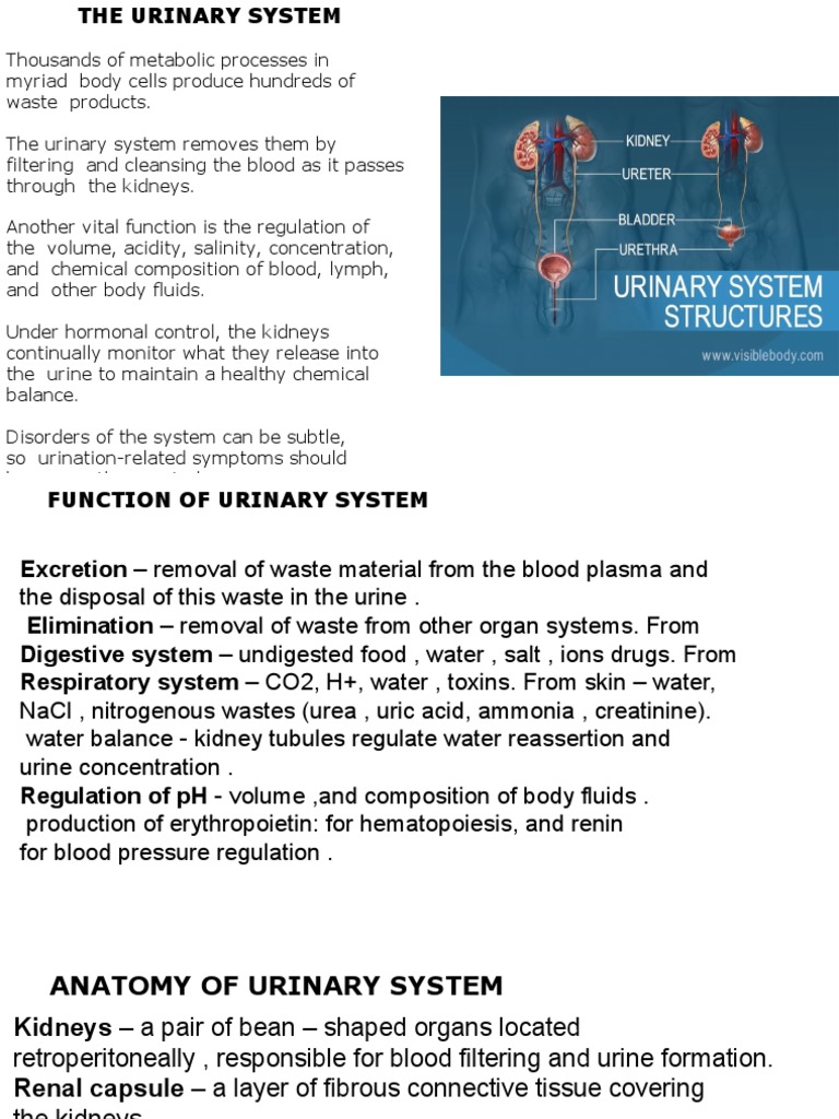 The Urinary System | PDF | Kidney | Urinary System