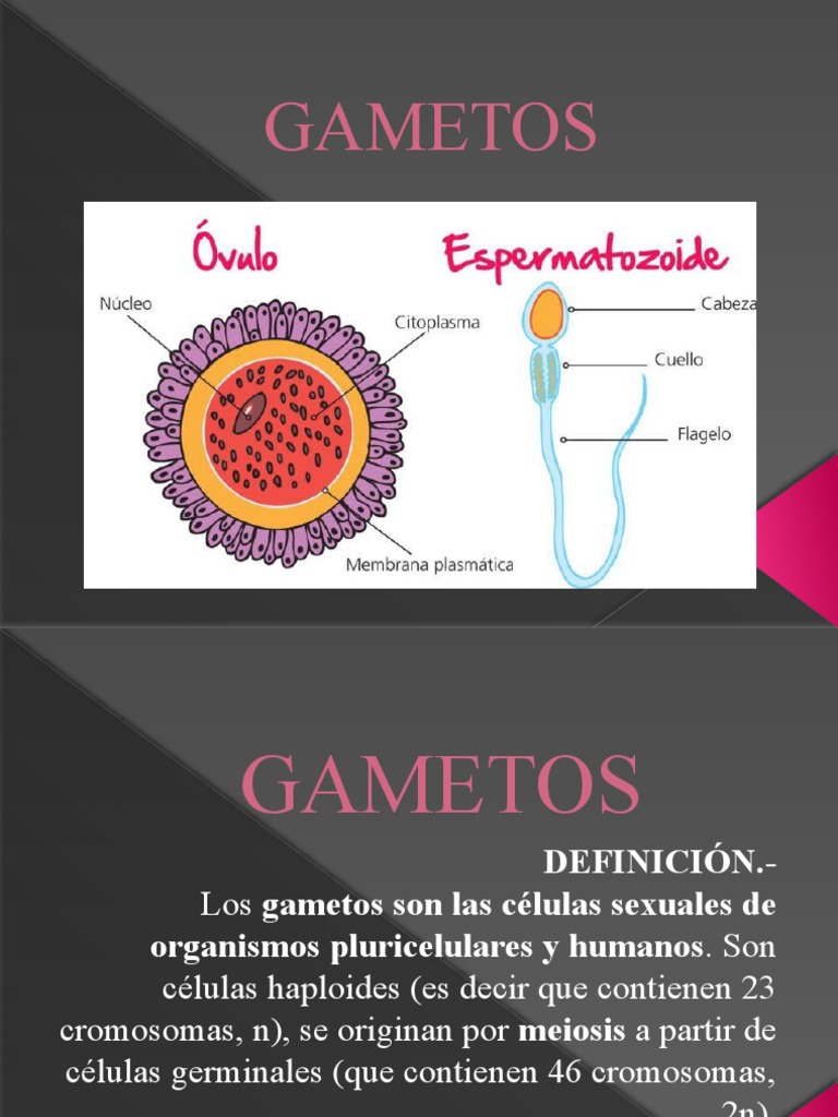 Gametos 1 | PDF | Ciclo menstrual | Mitosis