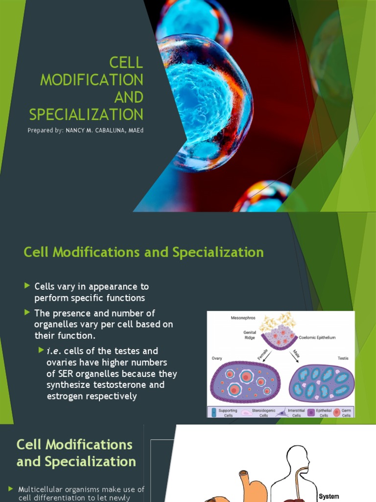Cell Modification and Specialization | PDF