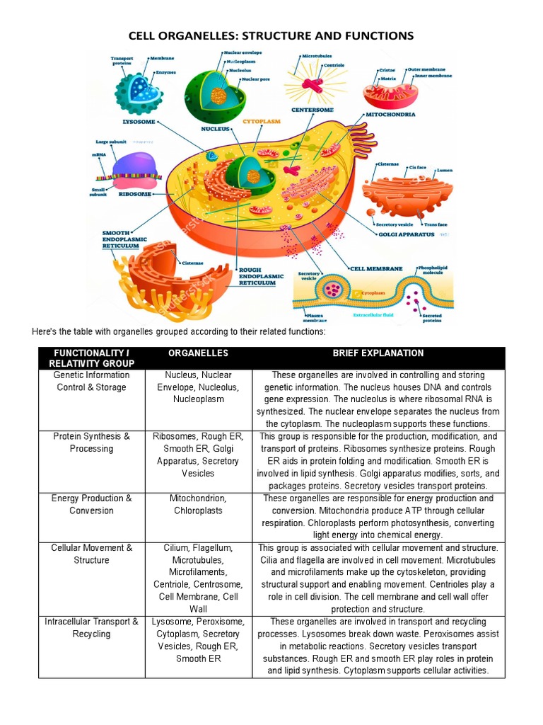 Animal Cell Organelle Functions Overview | PDF
