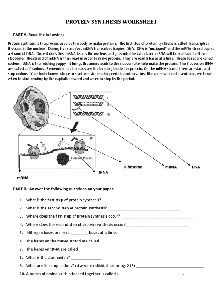 protein-synthesis-worksheet | PDF