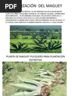 Manual de Usuario eSIFAP Hidalgo | PDF | Contraseña | Internet