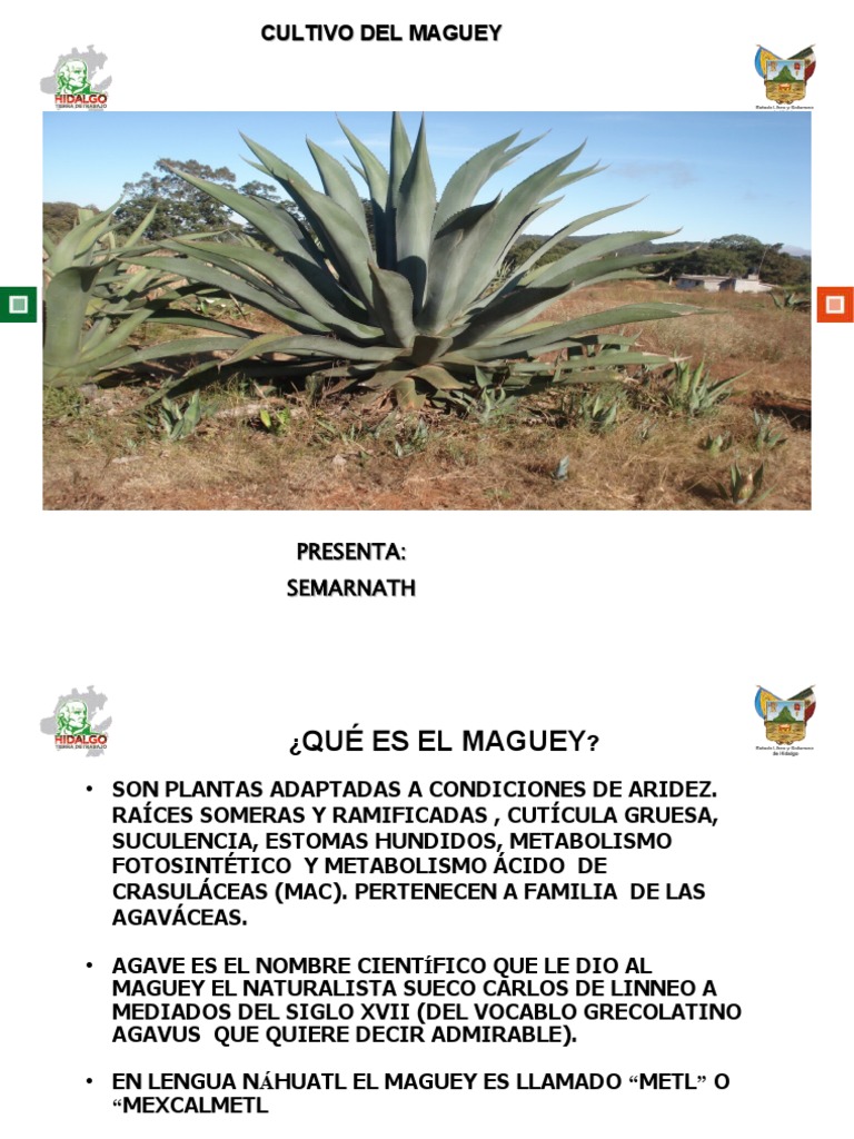 CULTIVO DE MAGUEY | PDF | Fertilizante | Botánica
