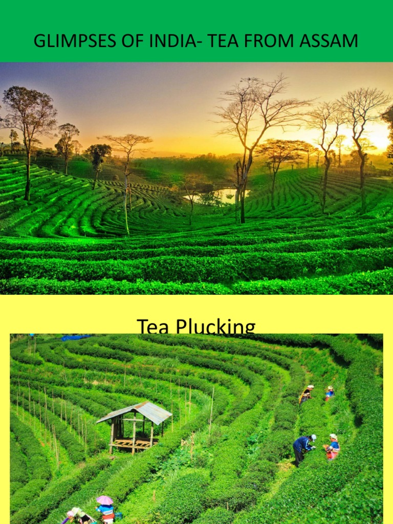 Glimpses of India - Tea From Assam | PDF