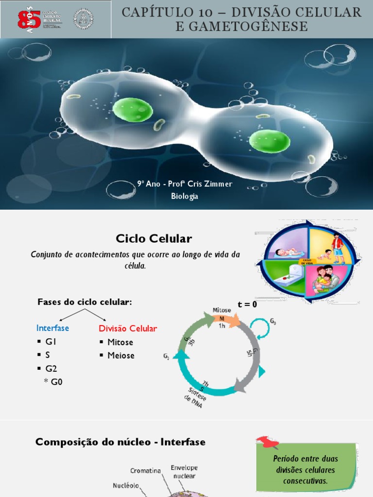 Cap 10 - Divisão Celular e Gametogênese - 9º Ano | PDF