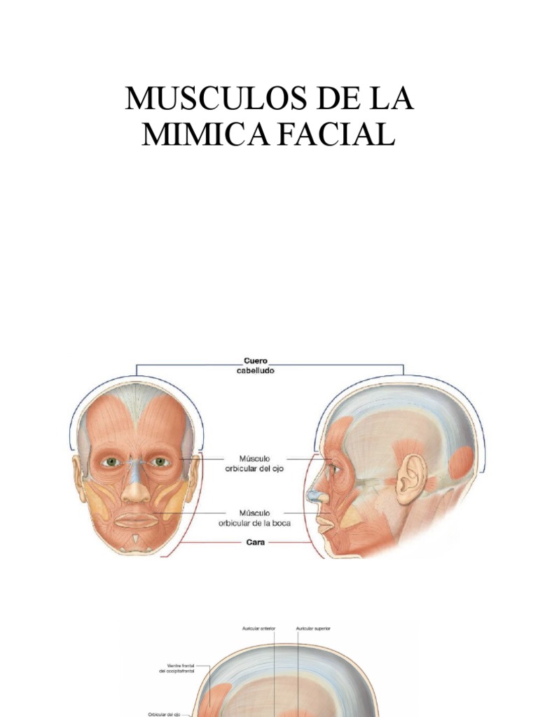 Musculos de La Mimica Facial | PDF