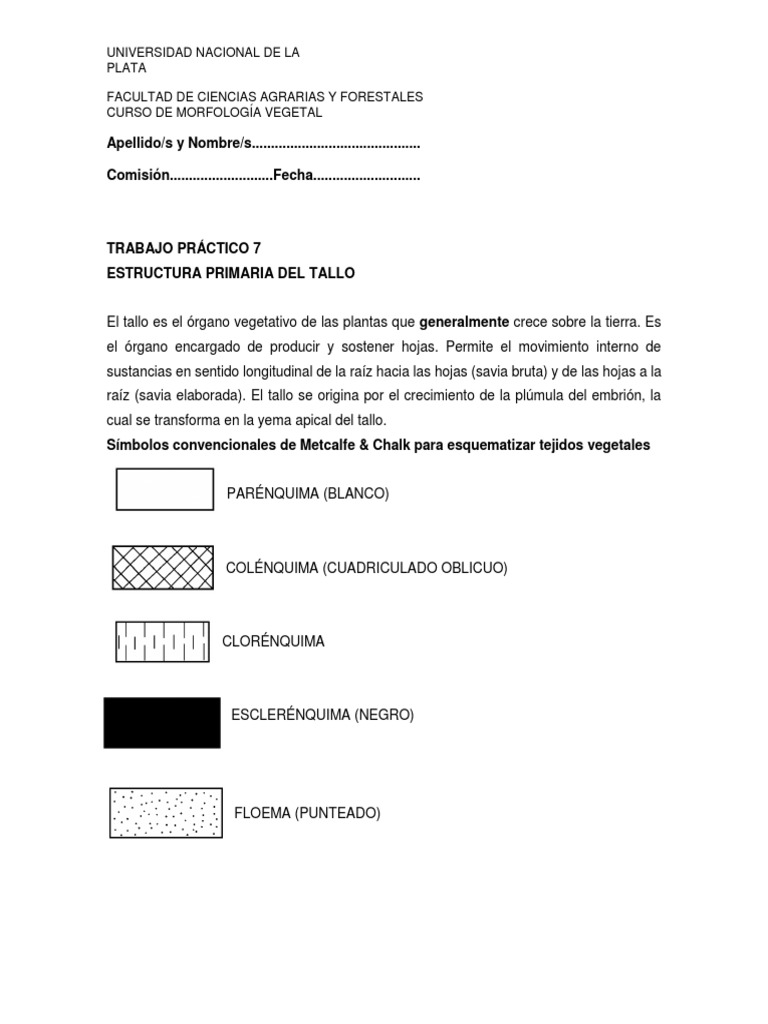 TP 7 Estructura Primaria Del Tallo-2 | PDF | Tallo de la planta | Hoja