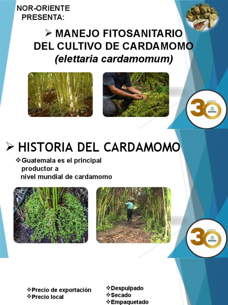 Presentacion Cardamomo | PDF