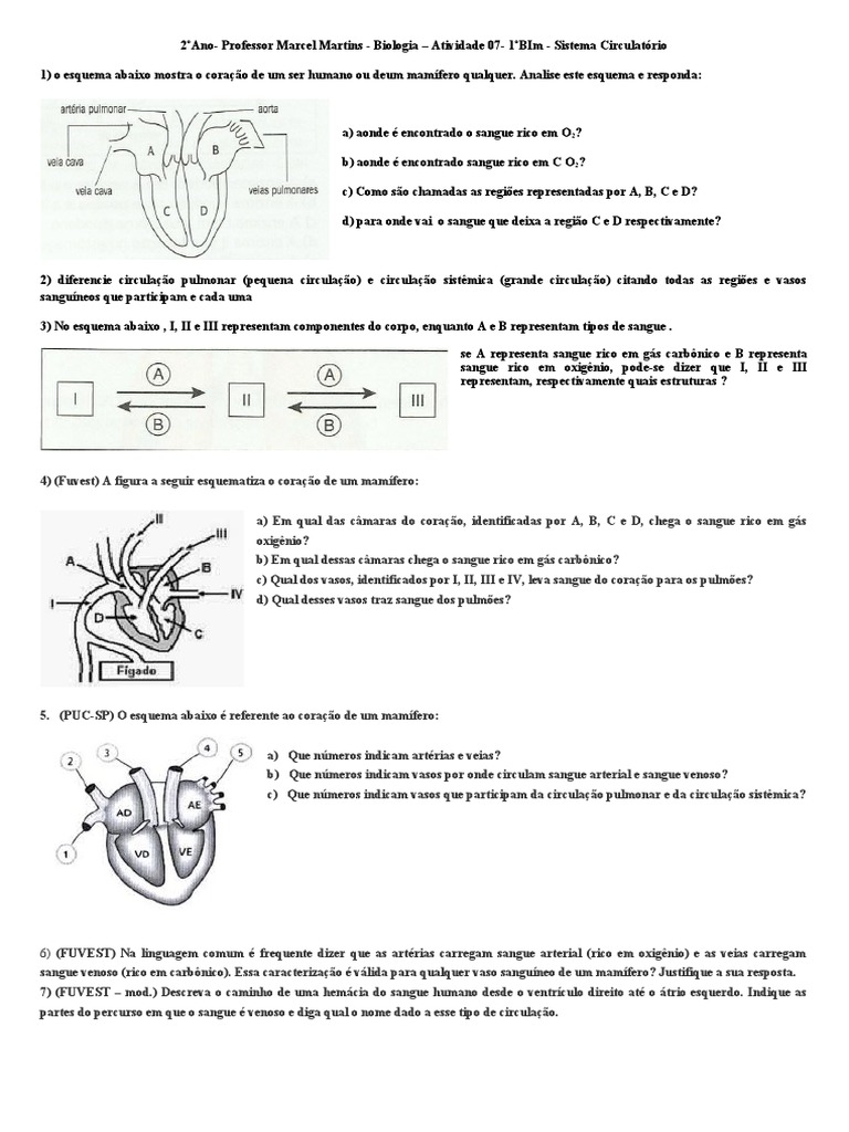 Sistema Circulatório 01 | PDF | Sistema circulatório | Veia