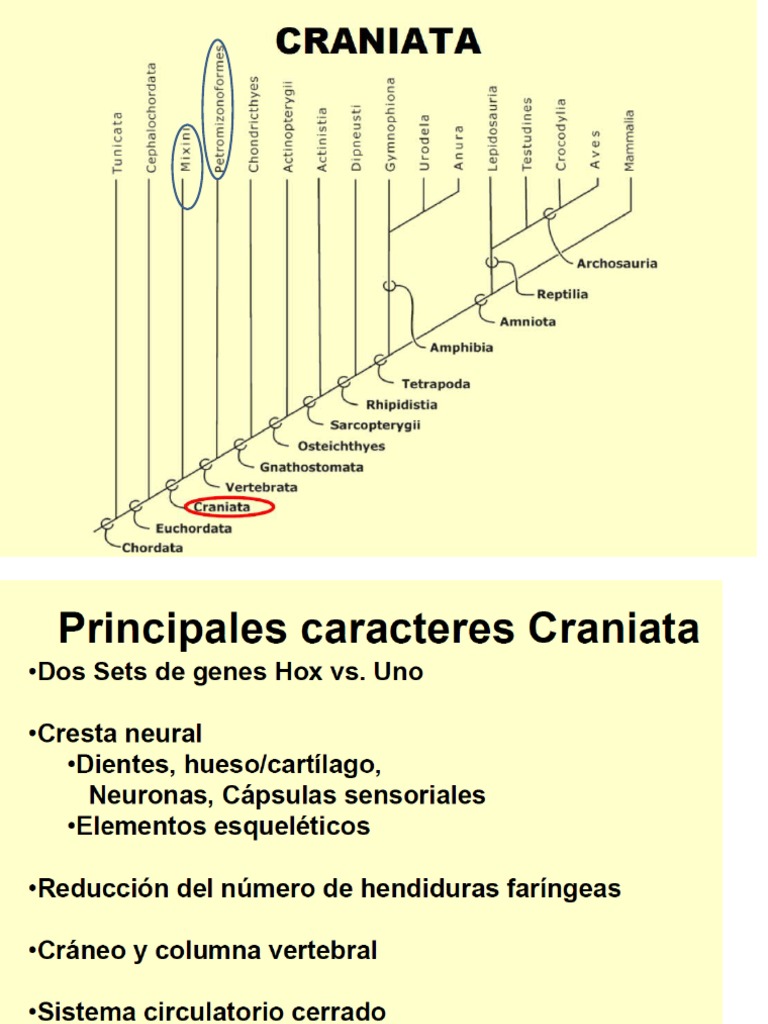 Clase 3° CRANIATA (Mixines y Vertebrata) | PDF