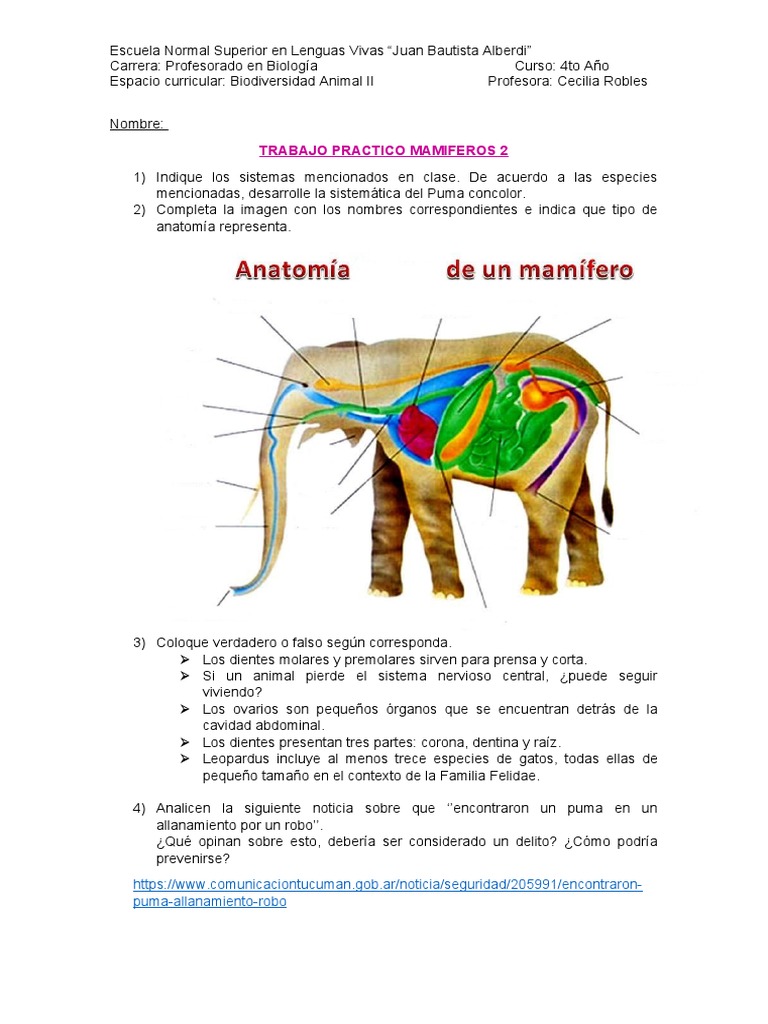 Trabajo Practico - Mamiferos 2 | PDF