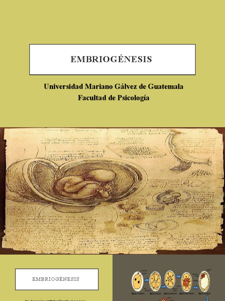 Embriogénesis | PDF | Embrión | Biología