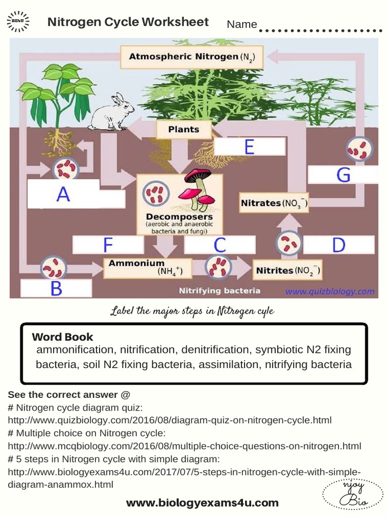 Nitrogen Cycle Worksheet and Answers | PDF | Art | Technology & Engineering