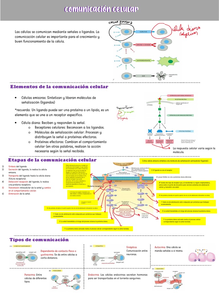 Comunicación Celular | PDF