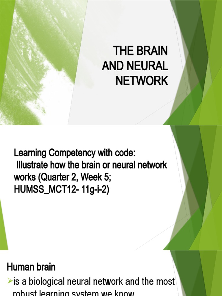 Understanding Brain Neural Networks | PDF
