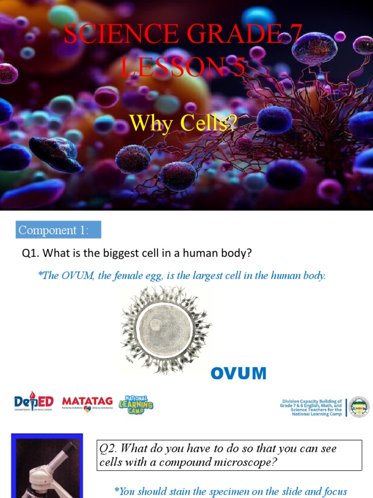 Lesson5 G7 | PDF | Cell (Biology) | Microscopy