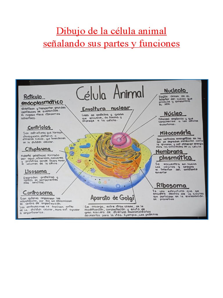 Dibujo de La Celula Animal | PDF