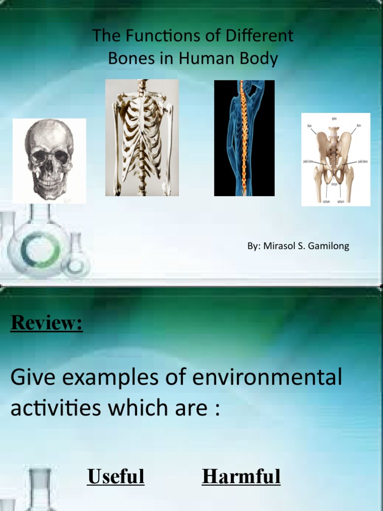 Bones Protecting Internal Organs | PDF | Vertebral Column | Bone