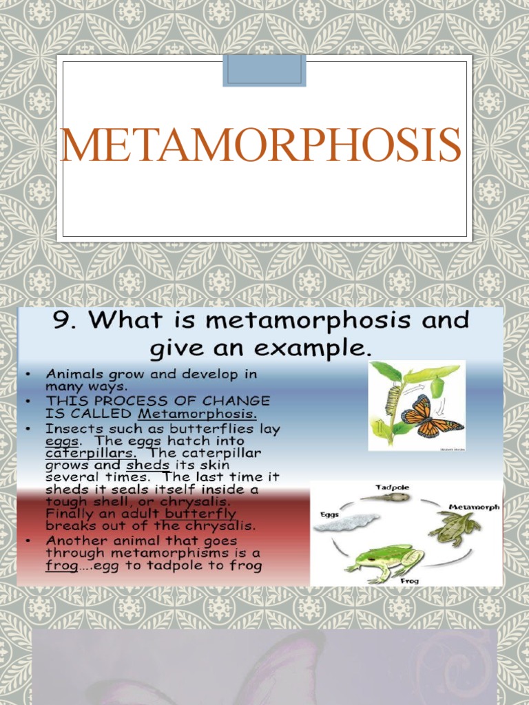 Metamorphosis | PDF