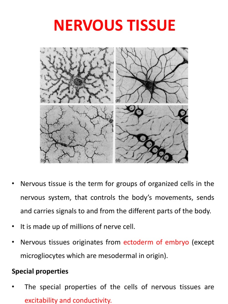 3 Nervous Tissue Pdf Self Improvement