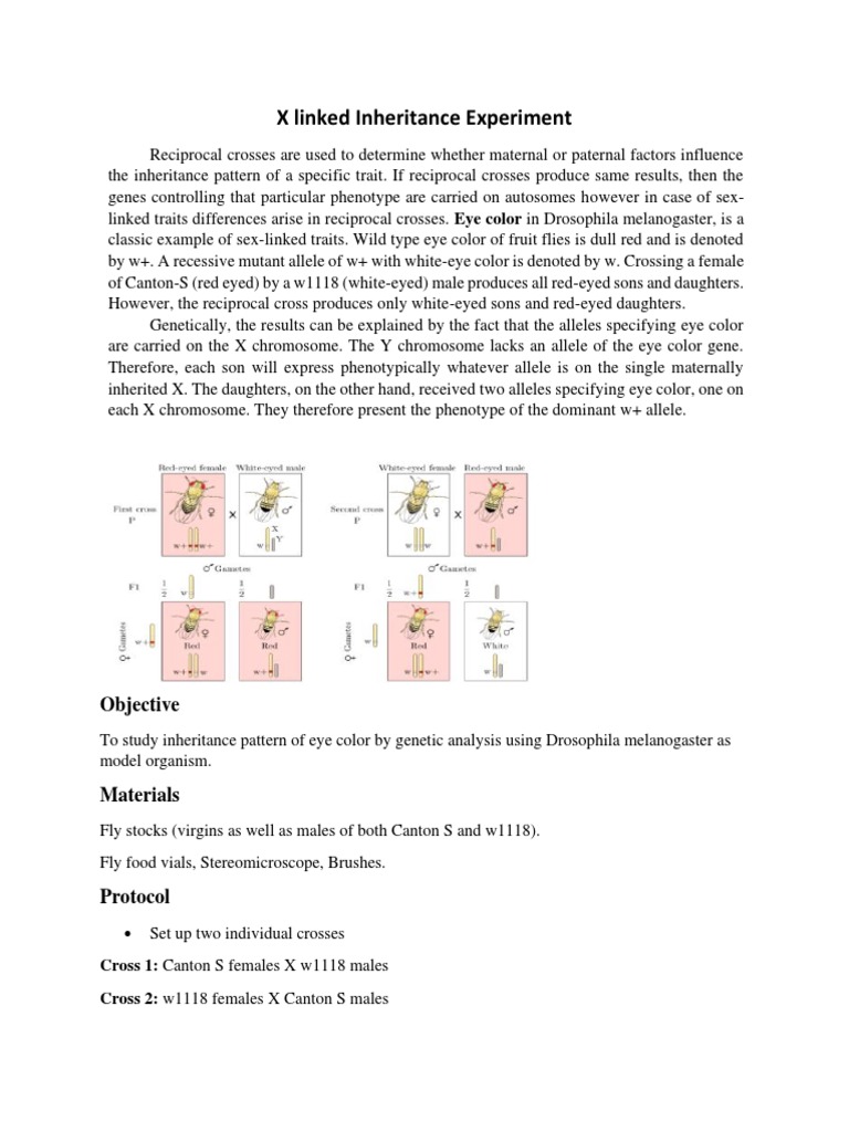 X Linked Inheritance Experiment | PDF
