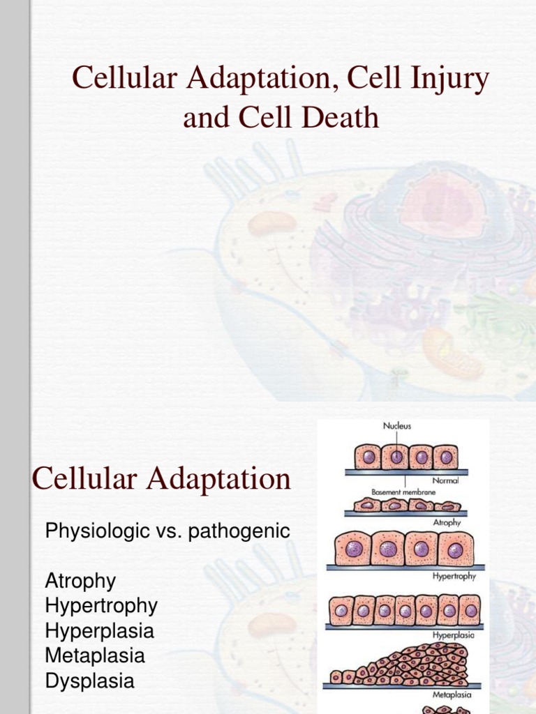 Lecture2 - Cellular Adaptations, Cell Injury and Cell Death-Final3 ...