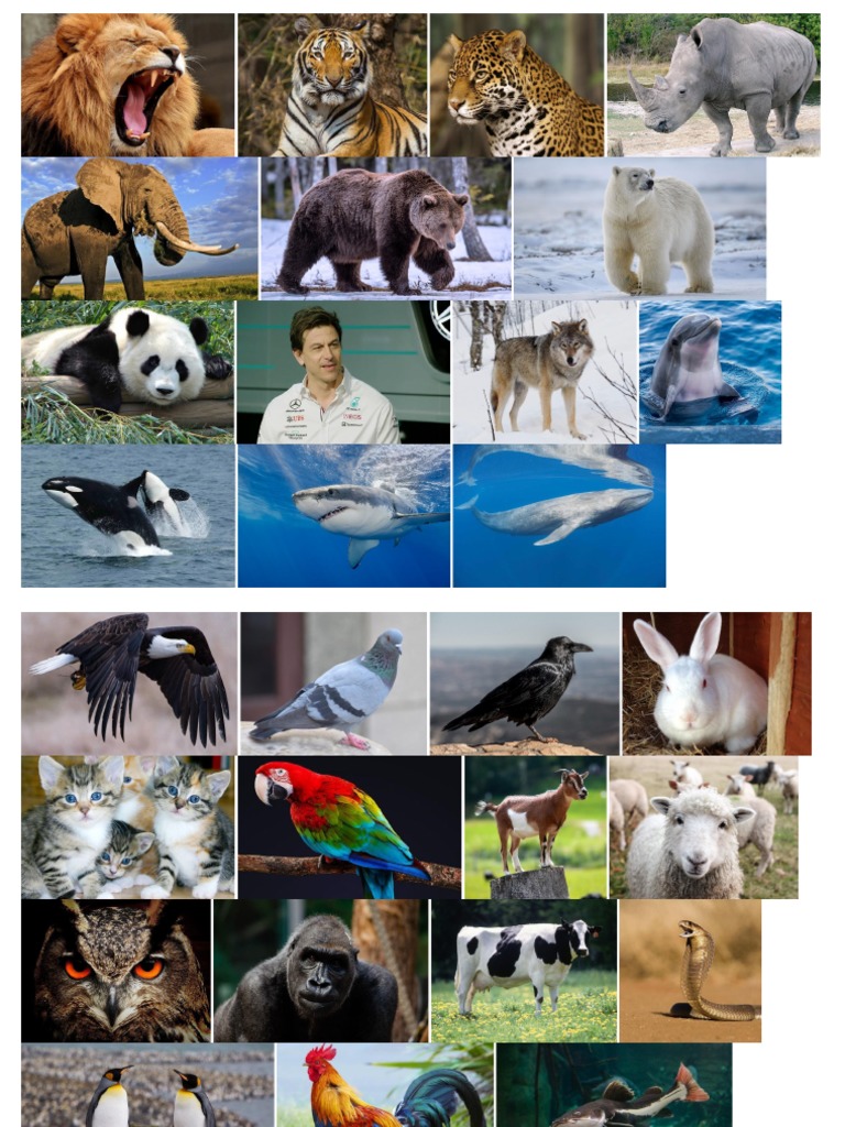 50+ Animal | PDF