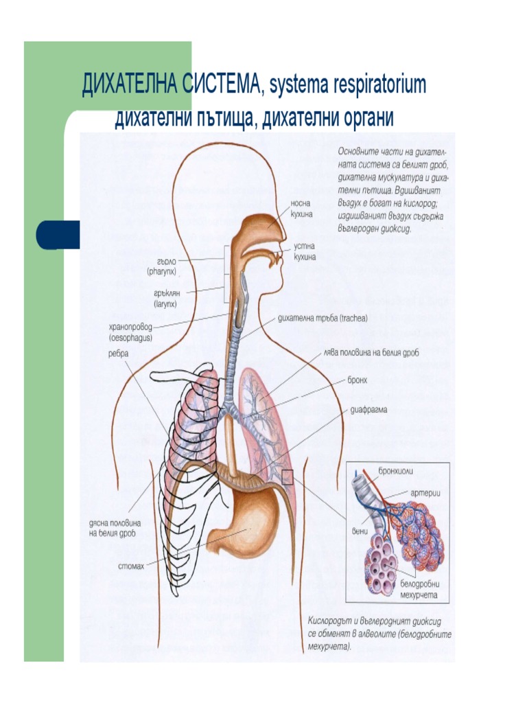 6 ДИХАТЕЛНА СИСТЕМА | PDF