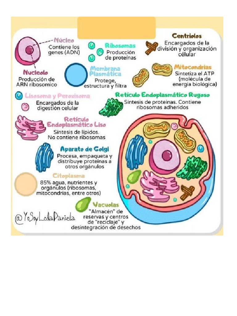 Funciones Organelos Cell | PDF