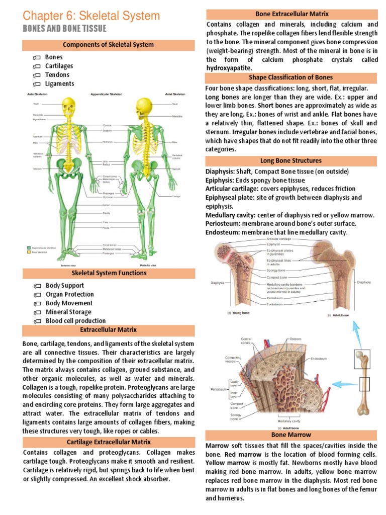 CHAPTER 6 - Skeletal System | PDF | Bone | Osteoblast