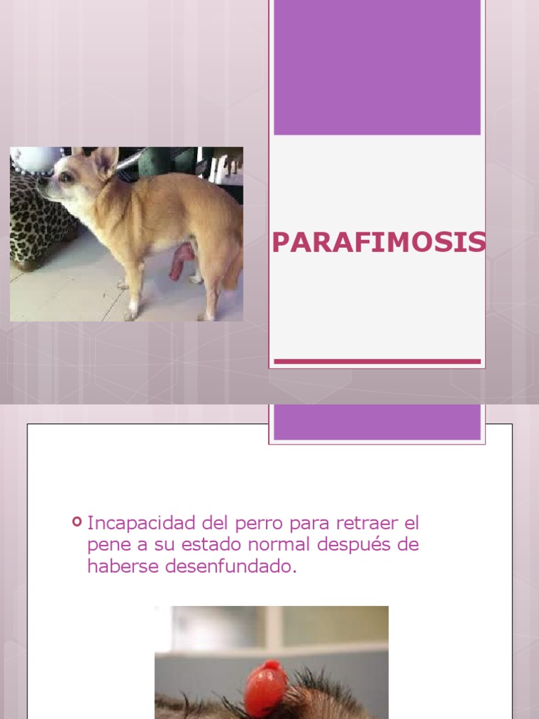 PARAFIMOSIS y FIMOSIS | PDF