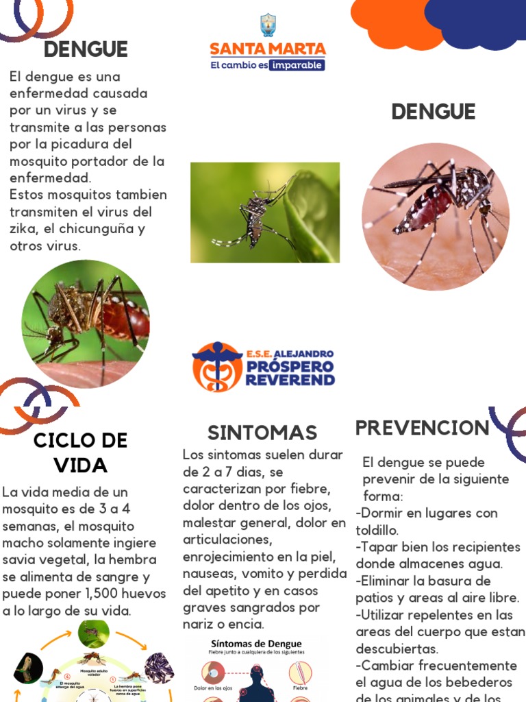 Folleto Informativo sobre el Dengue | PDF | Salud y bienestar