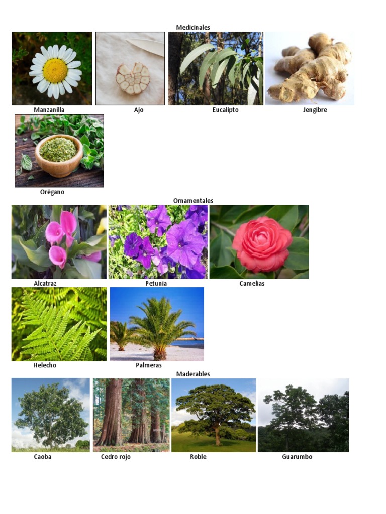 tipos de plantas | PDF