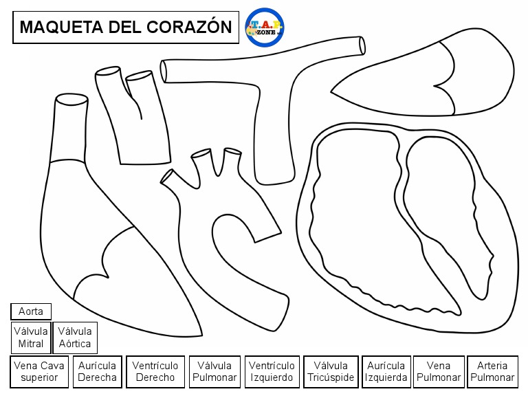 Maqueta Corazon | PDF