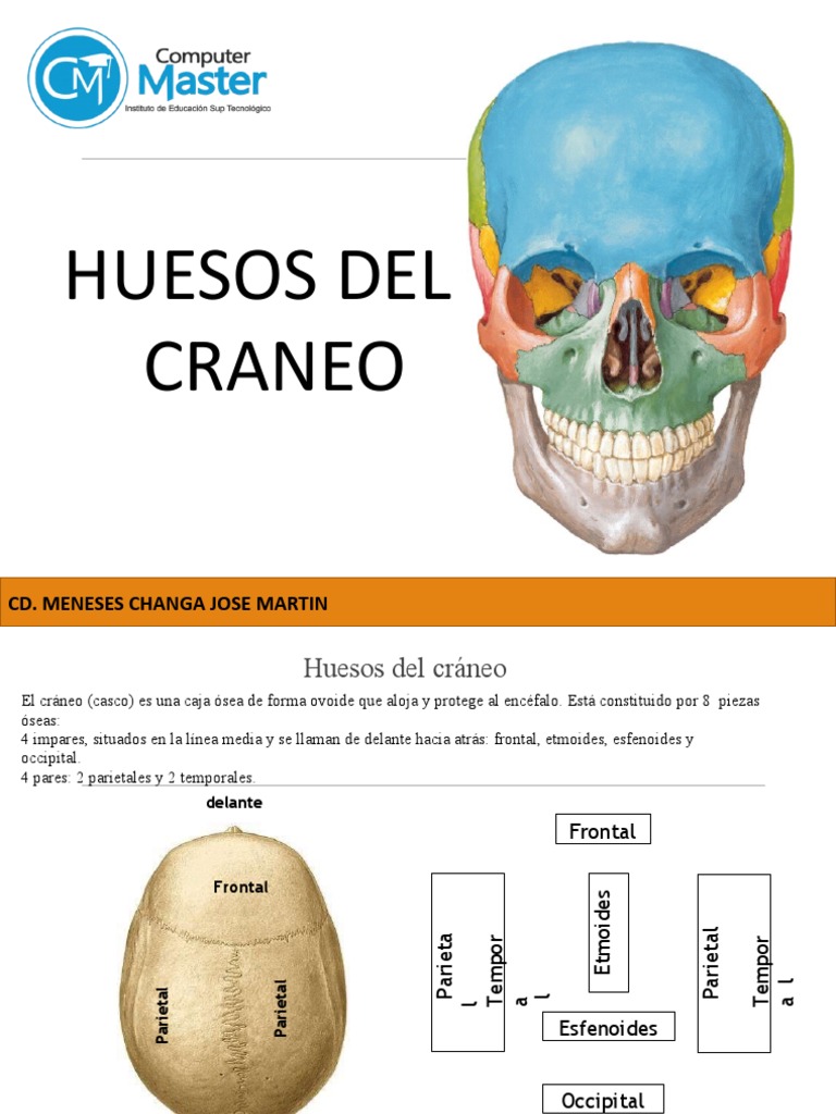 Huesos Del Craneo | PDF