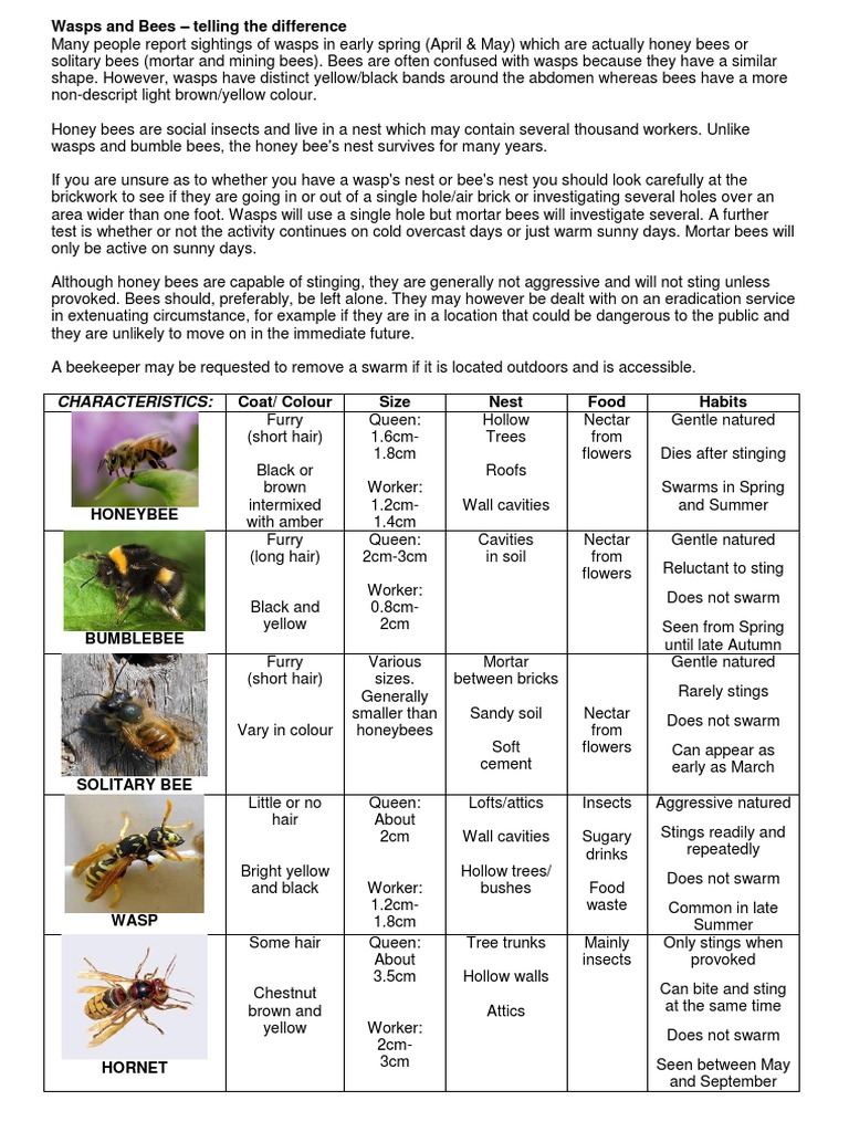 Wasps and Bees - Telling The Difference (PDF 78kb) | PDF | Honey Bee | Bees