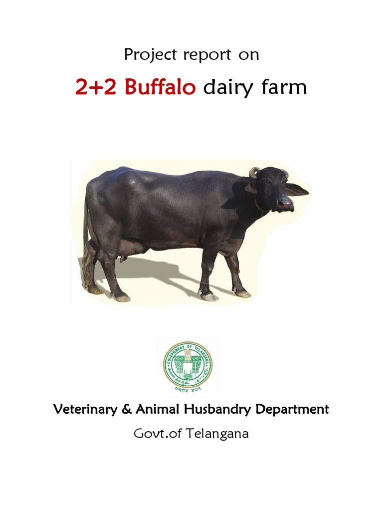Buffalo 22 Dairy Report | PDF