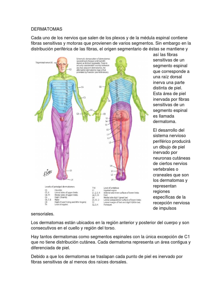 Dermatomas y su Clasificación en Asia | PDF | Nervio | Lesión de la ...