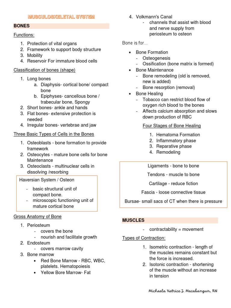 Musculoskeletal System Notes | PDF