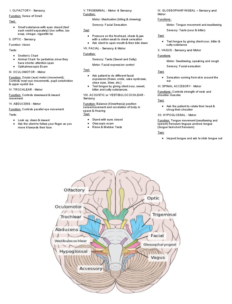 CRANIAL NERVES Notes | PDF | Taste | Senses