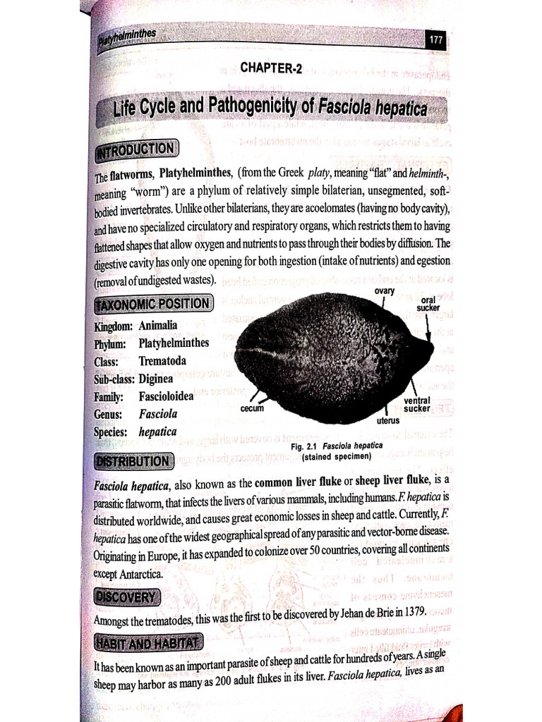 Zoology (Lower) Non-Chordates Notes | PDF