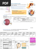 Anatomie du Corps Géniculé Latéral | PDF | Système visuel | Vision