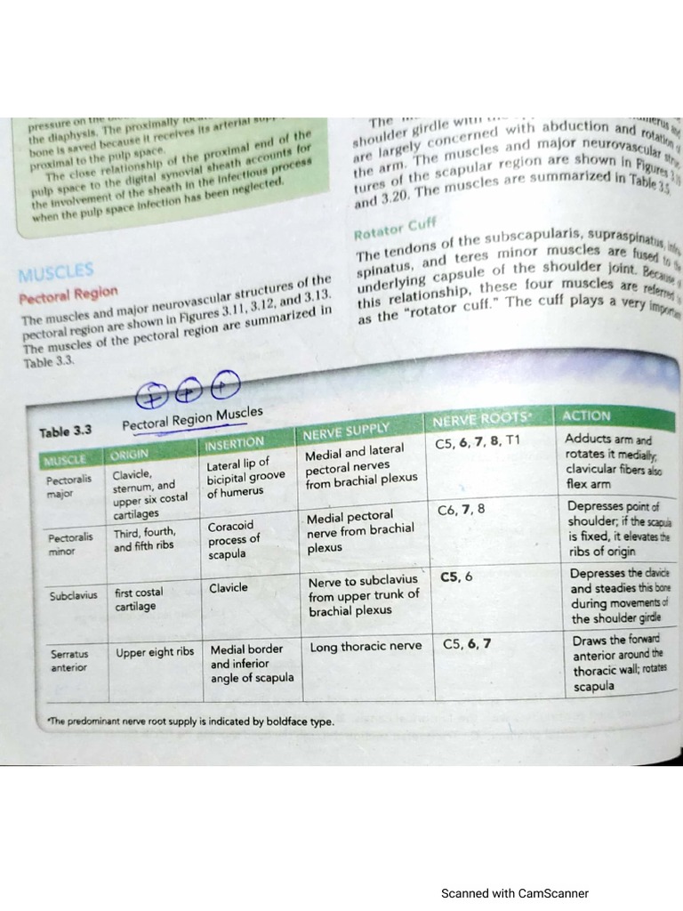 Snell Muscles Table | PDF