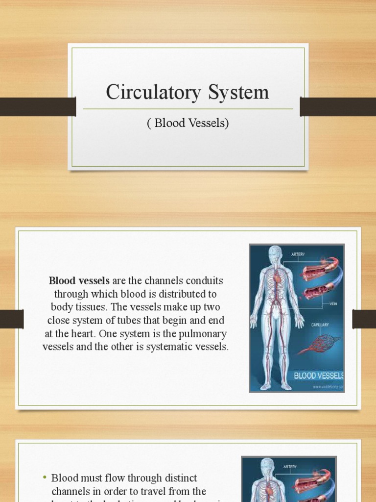 Circulatory System Pdf