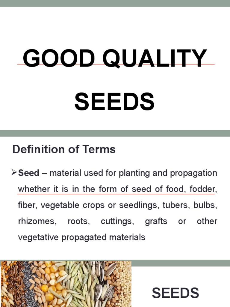 Quality of Seeds - 084127 | PDF | Seed | Germination