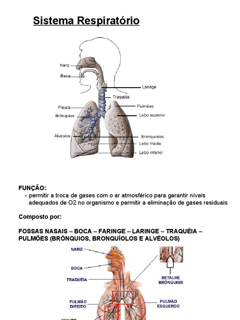 Sistema Respirat Rio I | PDF | Pulmão | Sistema respiratório
