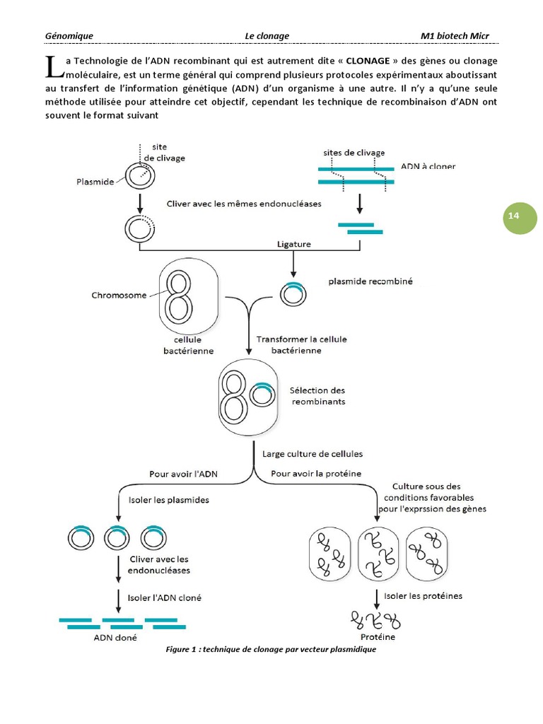 Clonage moléculaire et vecteurs plasmidiques | PDF