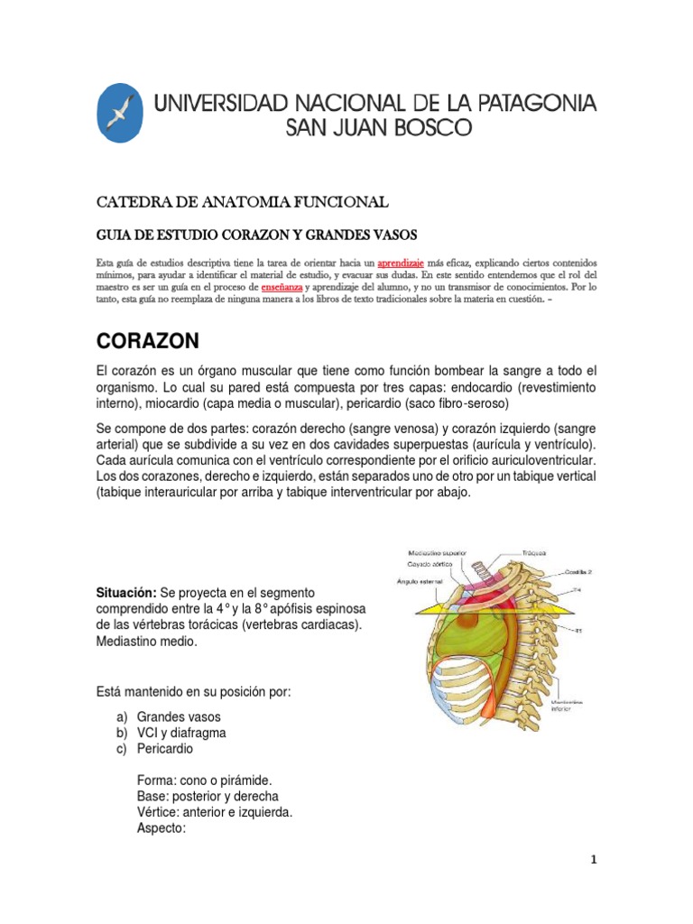 Ge Corazon y Grandes Vasos | PDF | Aorta | Tórax (anatomía humana)